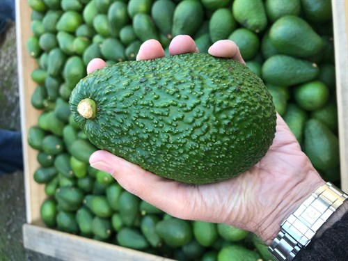 Booster Spotlight Series – Sunchaser Avocados